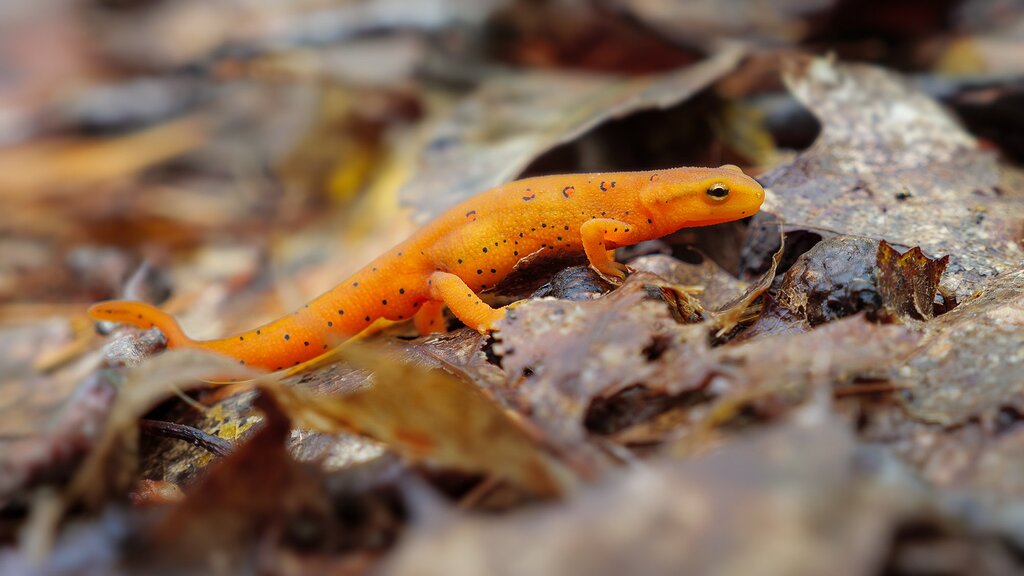 Metamorph - Macro/Close-up Critiques - Nature Photographers Network