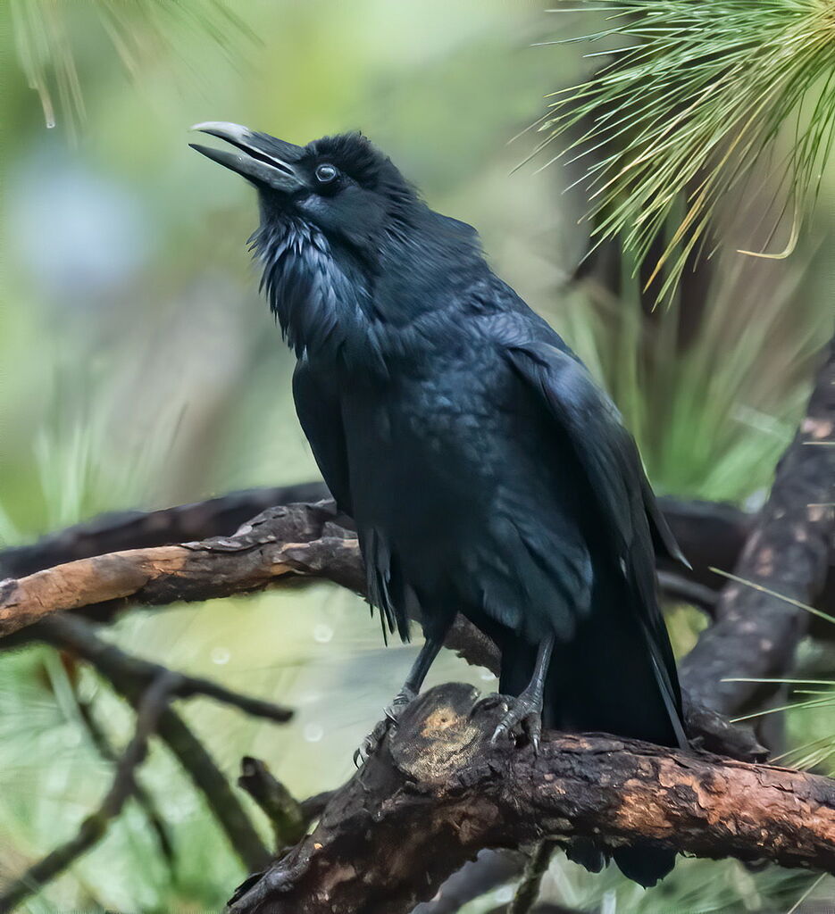 Raven Call - Image Critiques - Nature Photographers Network