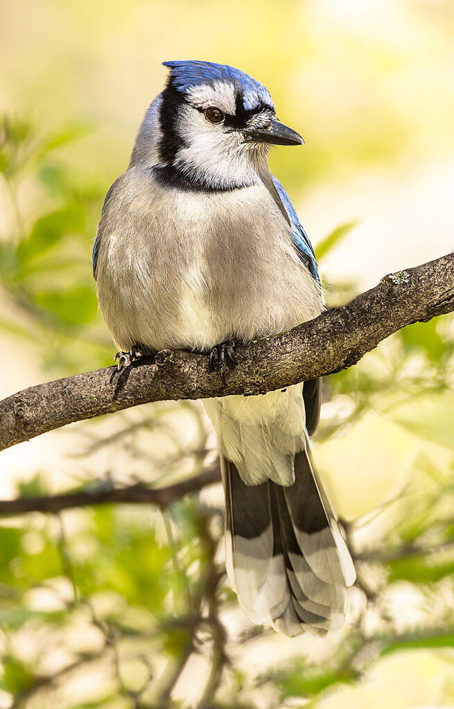 Blue Jays - Avian Critiques - Nature Photographers Network