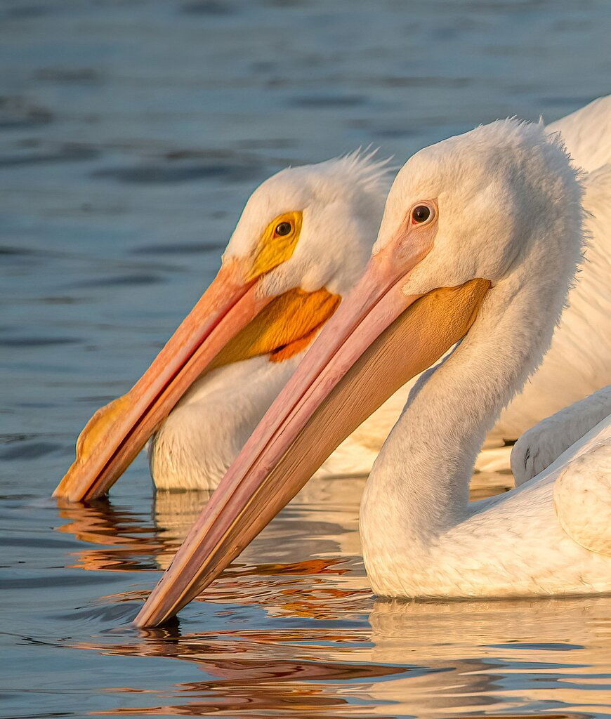 Pair of White Pelicans - Avian Critiques - Nature Photographers Network