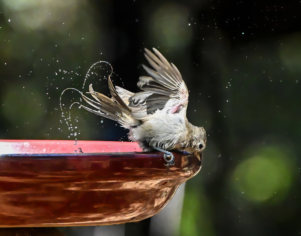 Titmouse Bath - Image Critiques - Nature Photographers Network