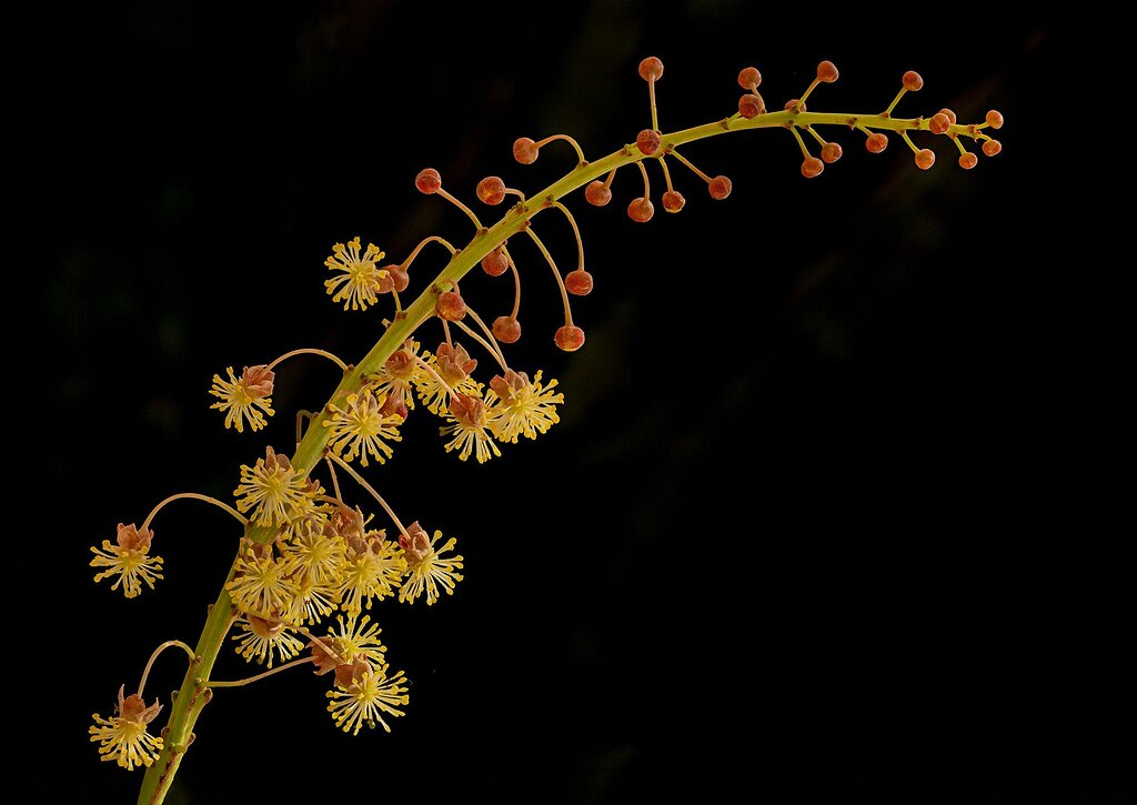 Flowering Croton Buds - Image Critiques - Nature Photographers Network