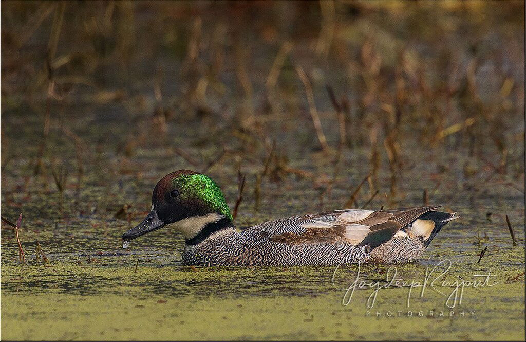 Falcated Duck - Avian Critiques - Nature Photographers Network