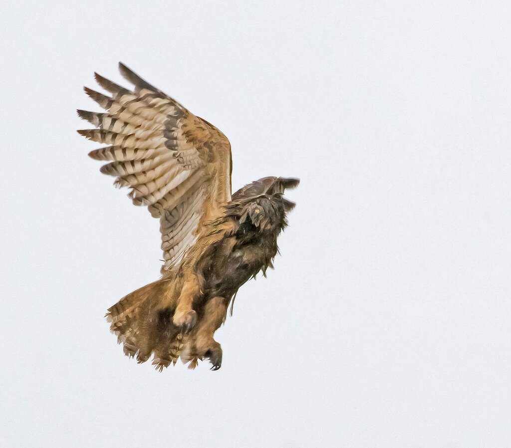 Bad Feather Day - Image Critiques - Nature Photographers Network