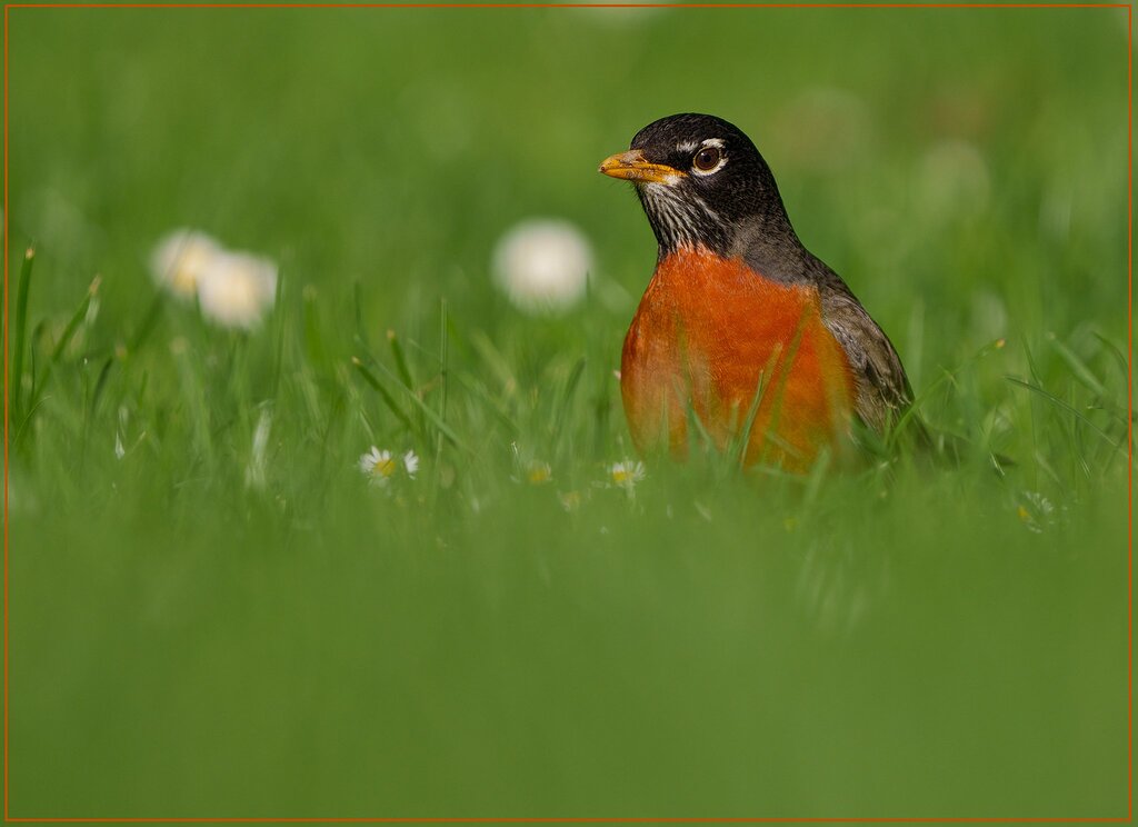 American Robin in the Grass - Image Critiques - Nature Photographers ...