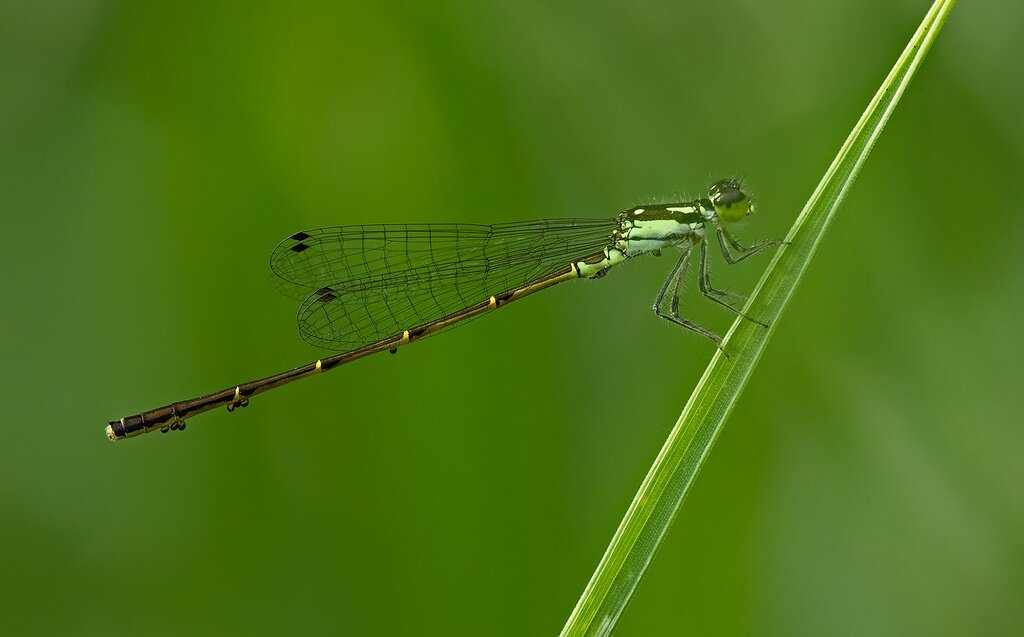 Fragile Forktail - Image Critiques - Nature Photographers Network