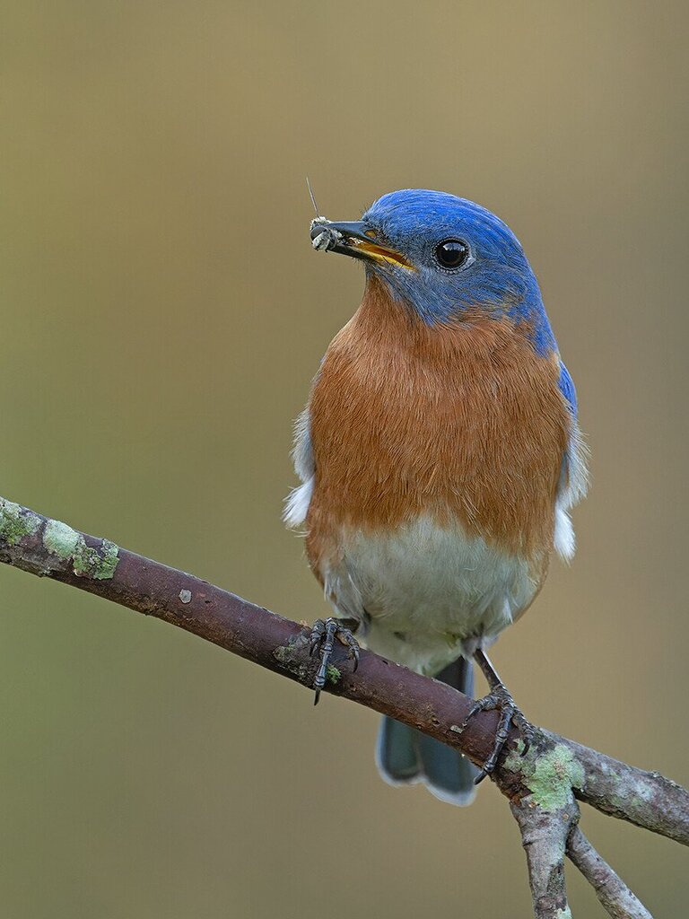 Eastern Bluebird with fly - Avian Critiques - Nature Photographers Network