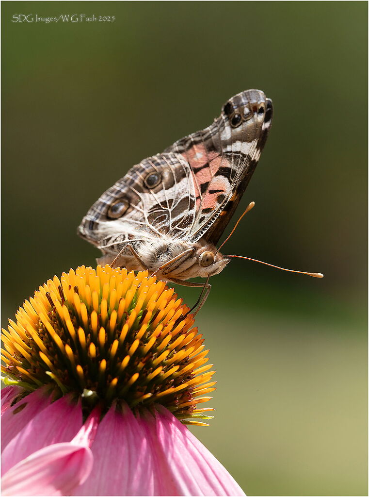 Listing To Port - Macro/Close-up Critiques - Nature Photographers Network