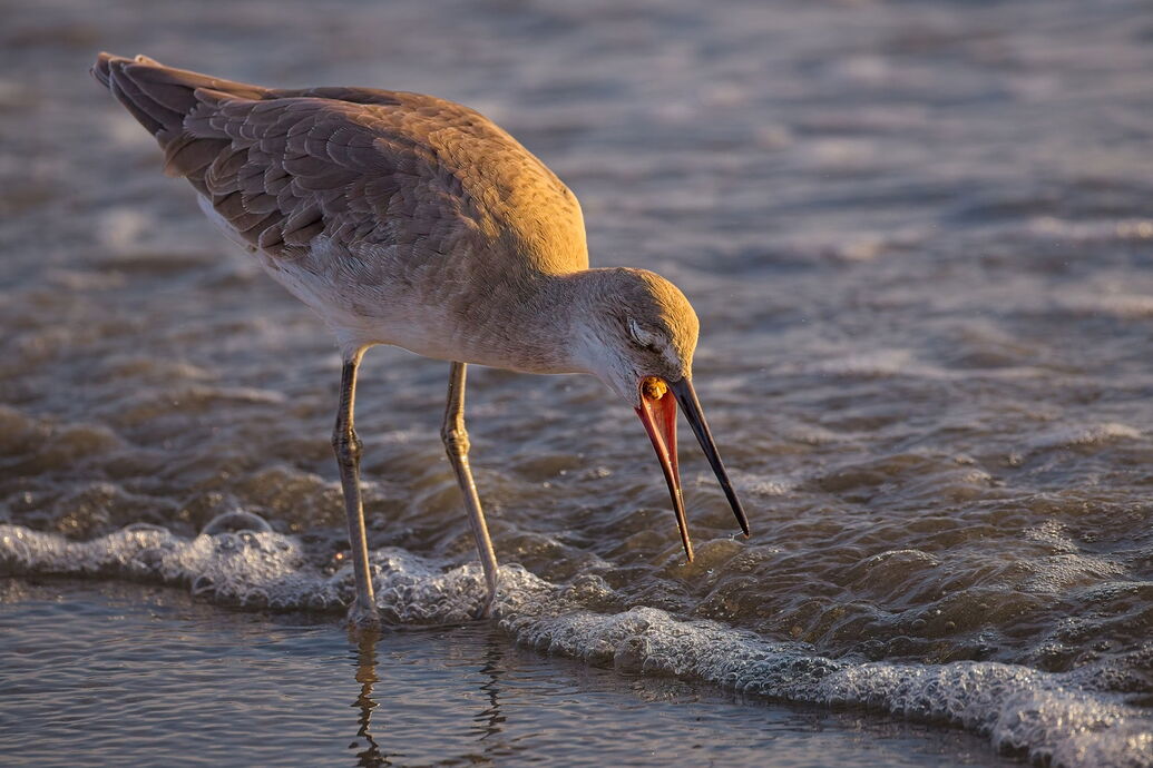 Big Bite updated - Avian Critiques - Nature Photographers Network