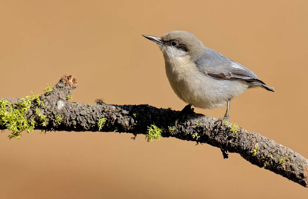 Yes, another nuthatch. This is a pygmy nuthatch. - Avian Critiques ...