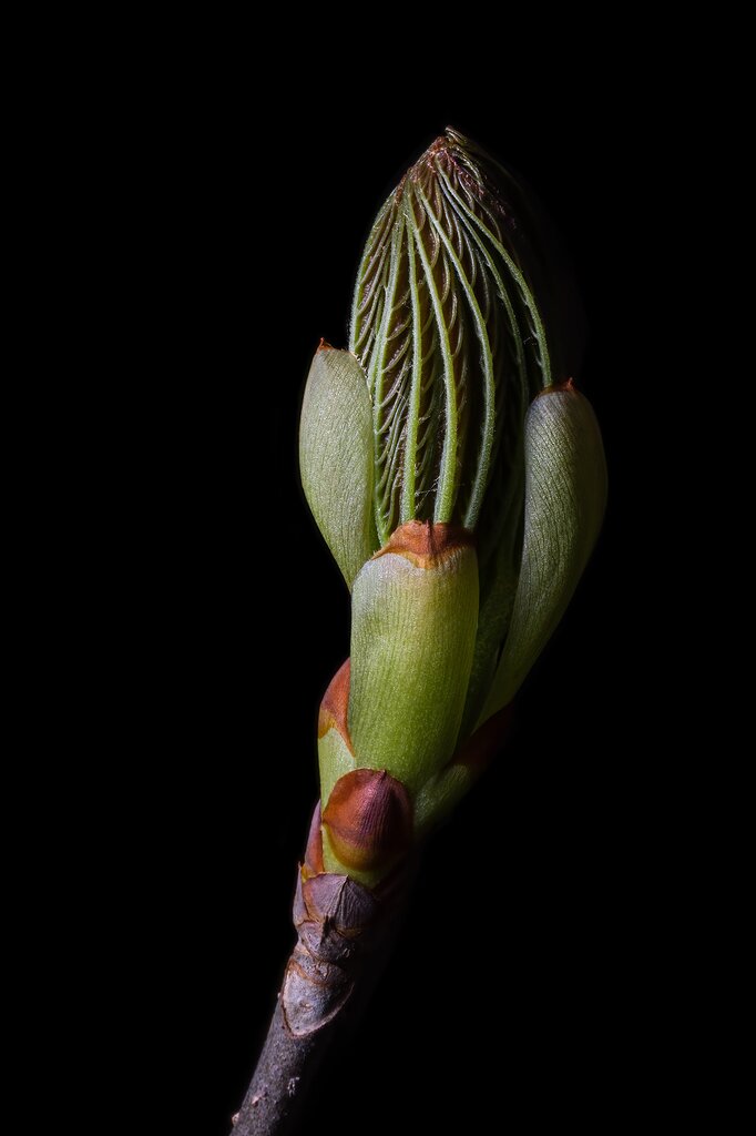Buckeye Leaf Bud - Flora Critiques - Nature Photographers Network