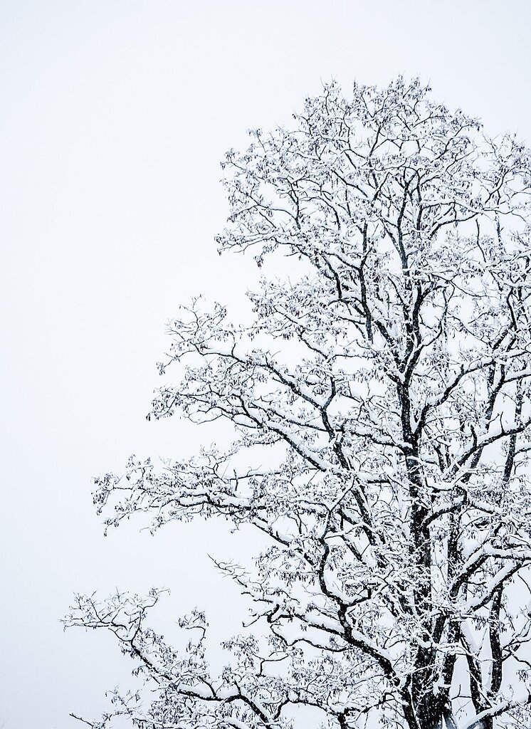 Black Locust in snow - Image Critiques - Nature Photographers Network