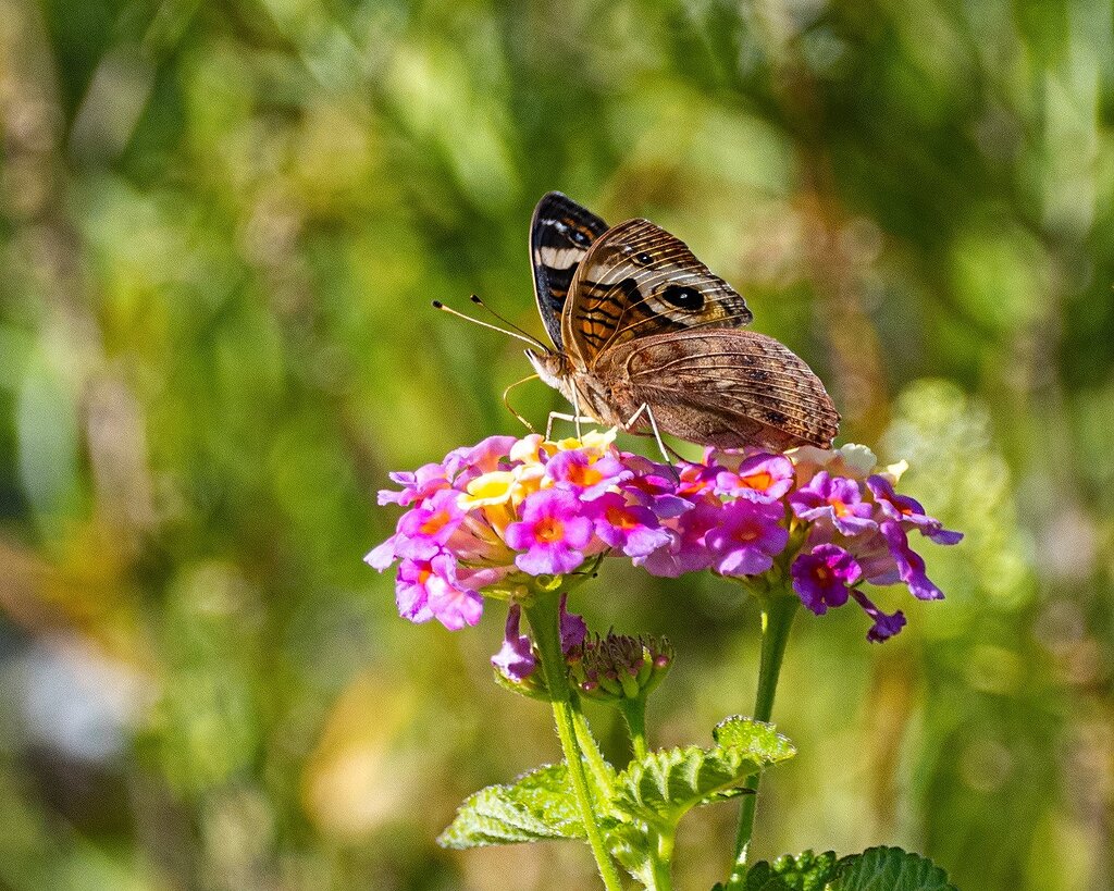 Common Buckeye - Image Critiques - Nature Photographers Network