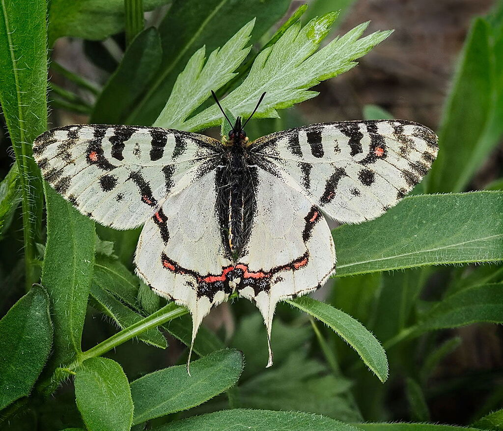 Male Dragon Swallowtail + Rework - Weekly Challenge - Nature ...