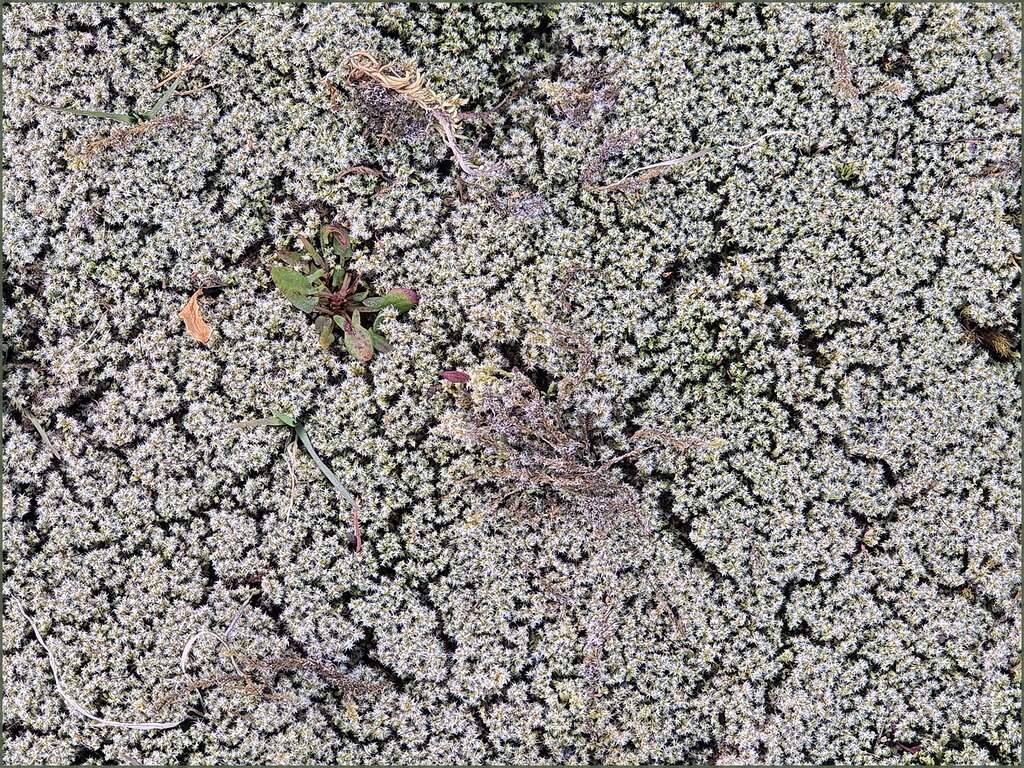 Moss and a few companions - Image Critiques - Nature Photographers Network