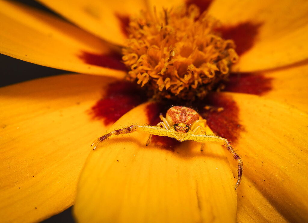 A plain sight lurk (with update) - Image Critiques - Nature ...