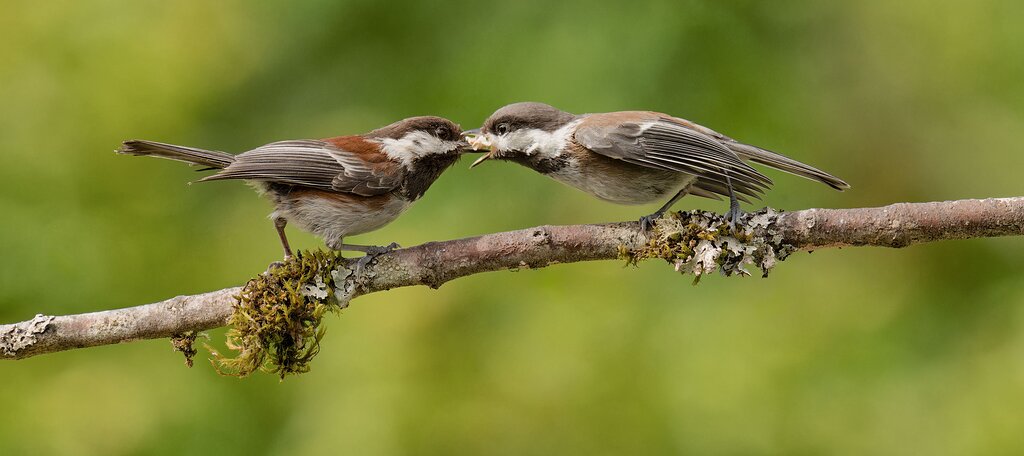 Pot Luck & REPOST and another repost - Image Critiques - Nature ...