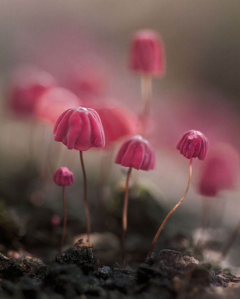 Little Pink Parachutes and Rework - Weekly Challenge - Nature ...