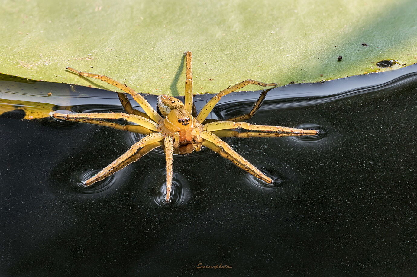 6-Spotted Fishing Spider - Image Critiques - Nature Photographers Network