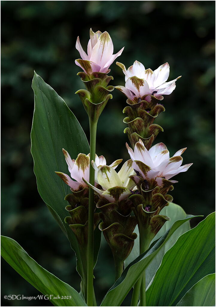 Ginger Snaps - Image Critiques - Nature Photographers Network