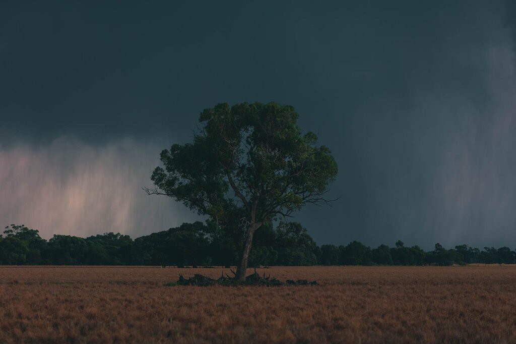 resilience born of perseverance - Landscape Critiques - Nature ...