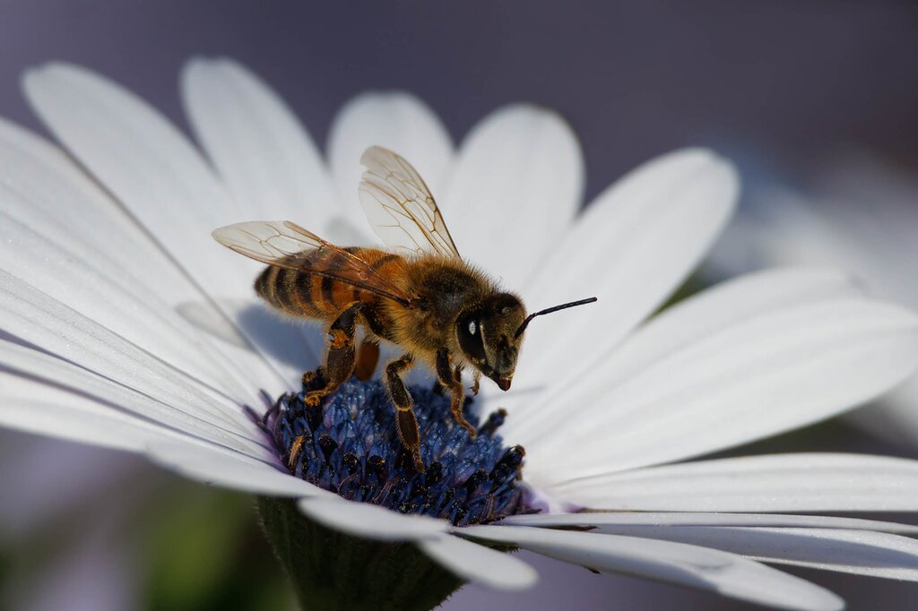 Pollen break Time Update - Macro/Close-up Critiques - Nature ...