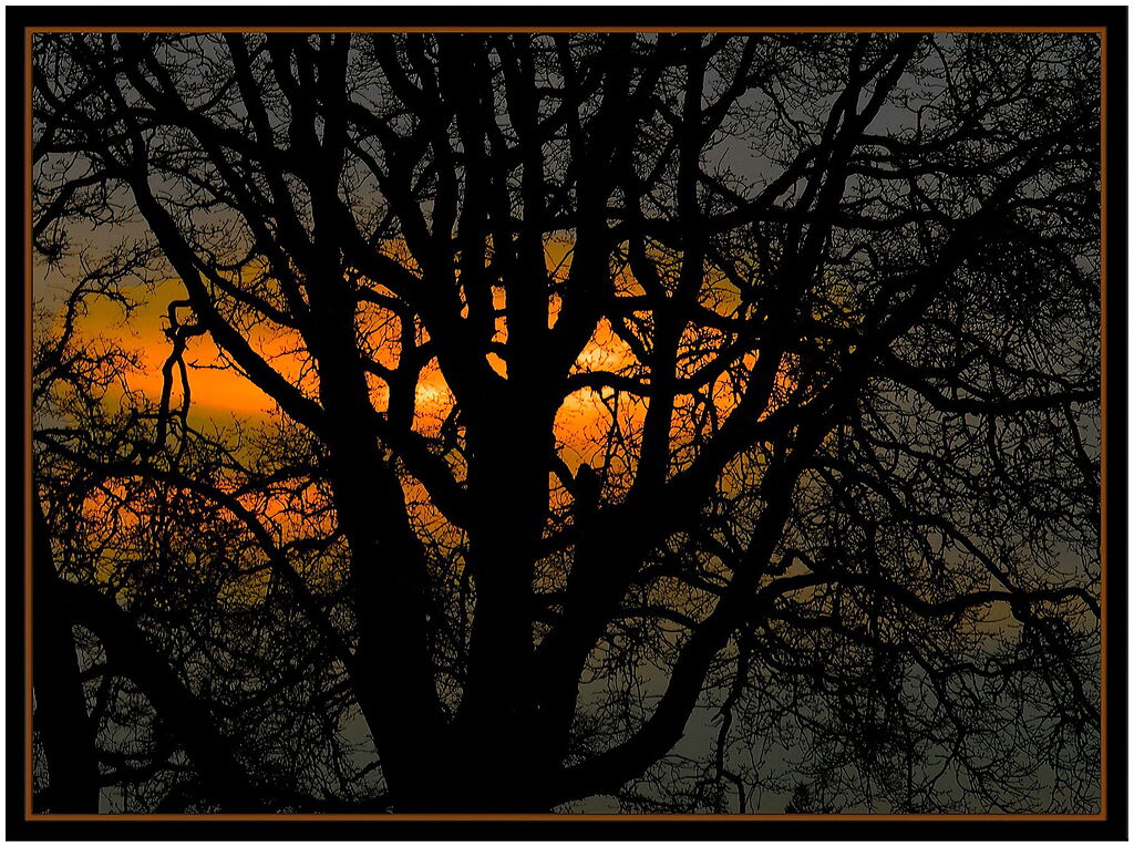 Spooky Tree - Landscape Critiques - Nature Photographers Network