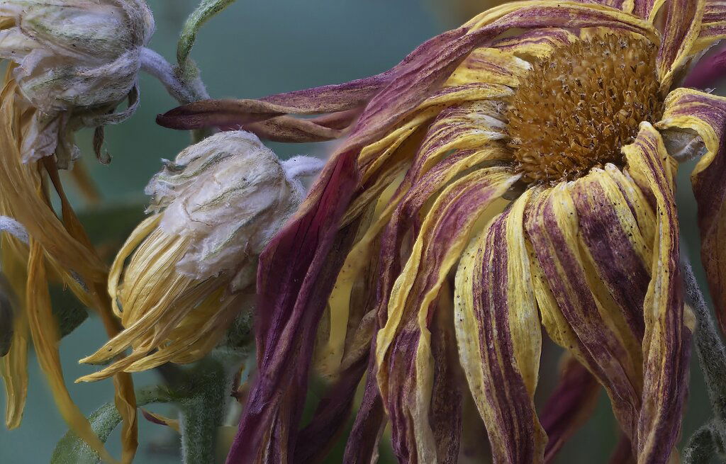 One More Dead Flower - Flora Critiques - Nature Photographers Network