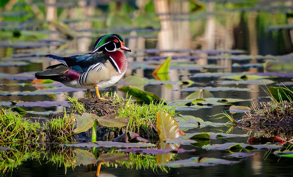 Wood Duck 2 - Avian Critiques - Nature Photographers Network