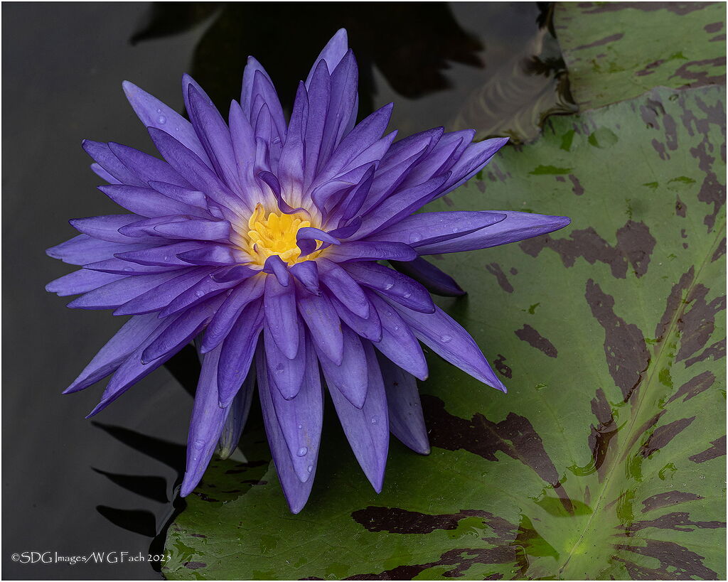 Another Heart Throb - Flora Critiques - Nature Photographers Network