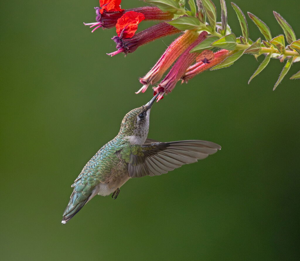 Ruby Throated Hummingbird visiting Bat Faced Cuphea + RePost - Image ...