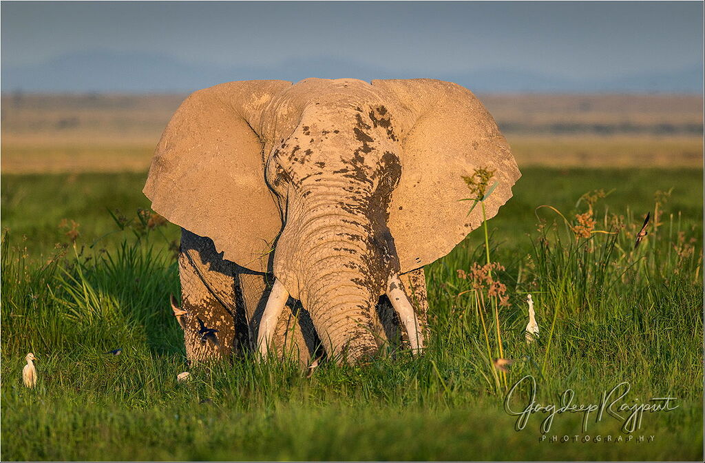 Big Bull in the Swamp - Wildlife Critiques - Nature Photographers Network