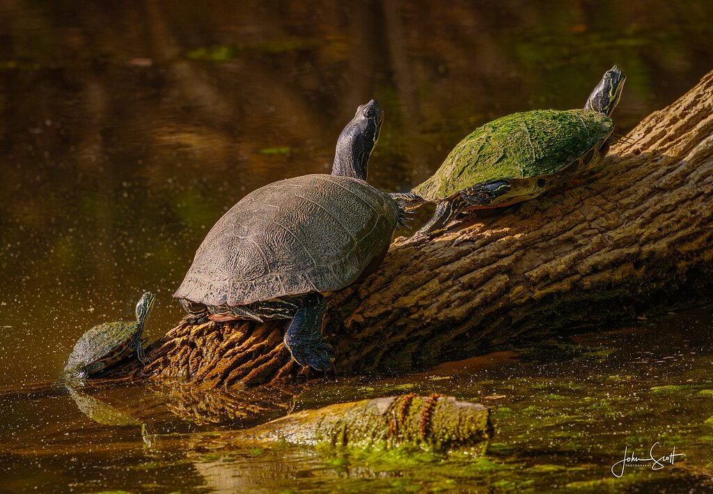 Eastern Rainbow Turtles - Wildlife Critiques - Nature Photographers Network