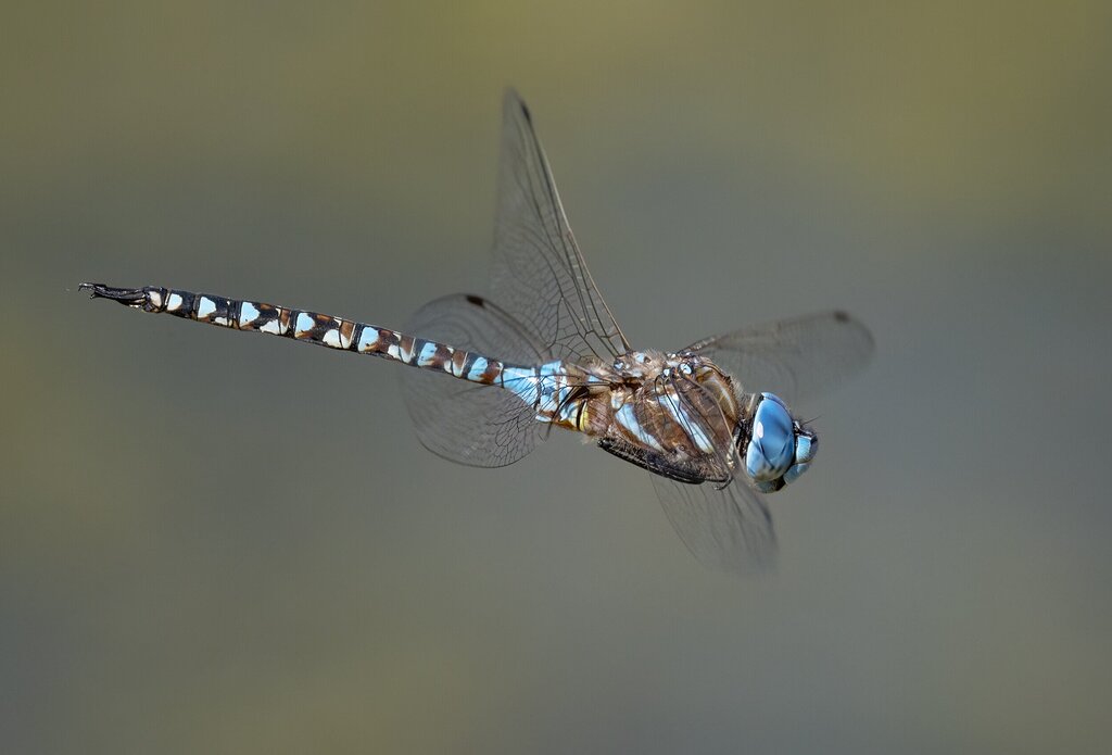 Another flying Dragonfly - Macro/Close-up Critiques - Nature ...