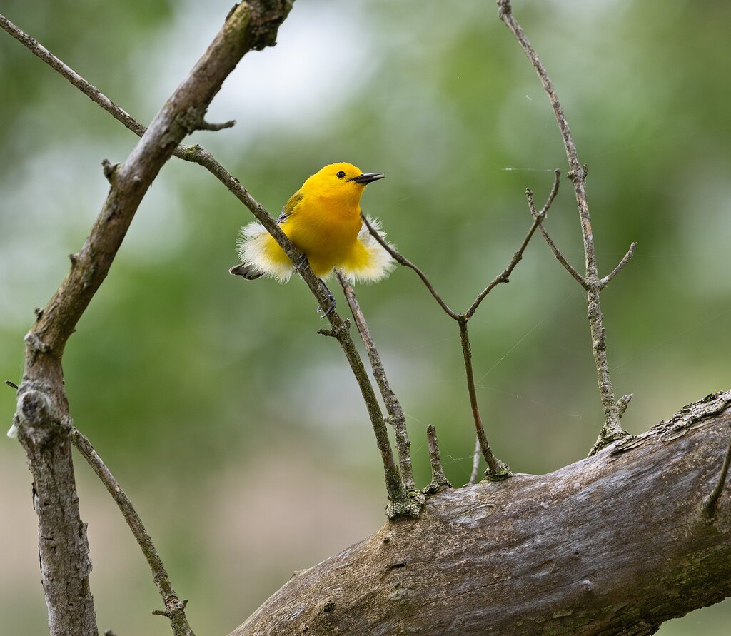 Just strutting my stuff! - Image Critiques - Nature Photographers Network