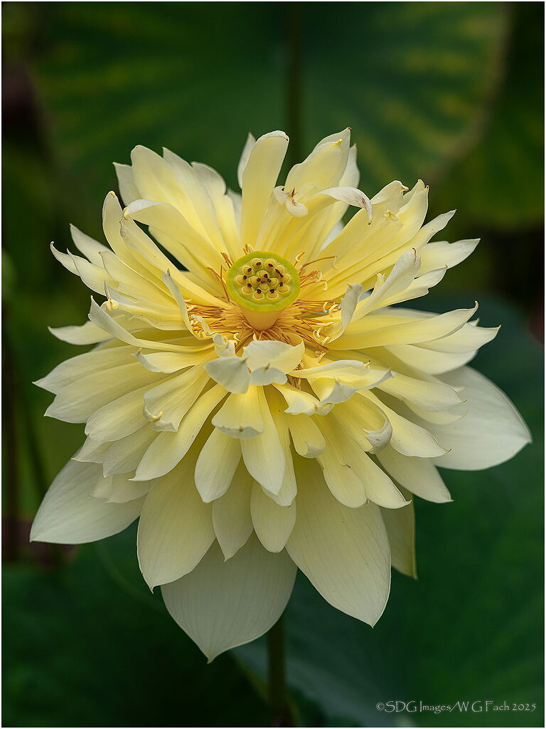 Mellow Yellow - Flora Critiques - Nature Photographers Network