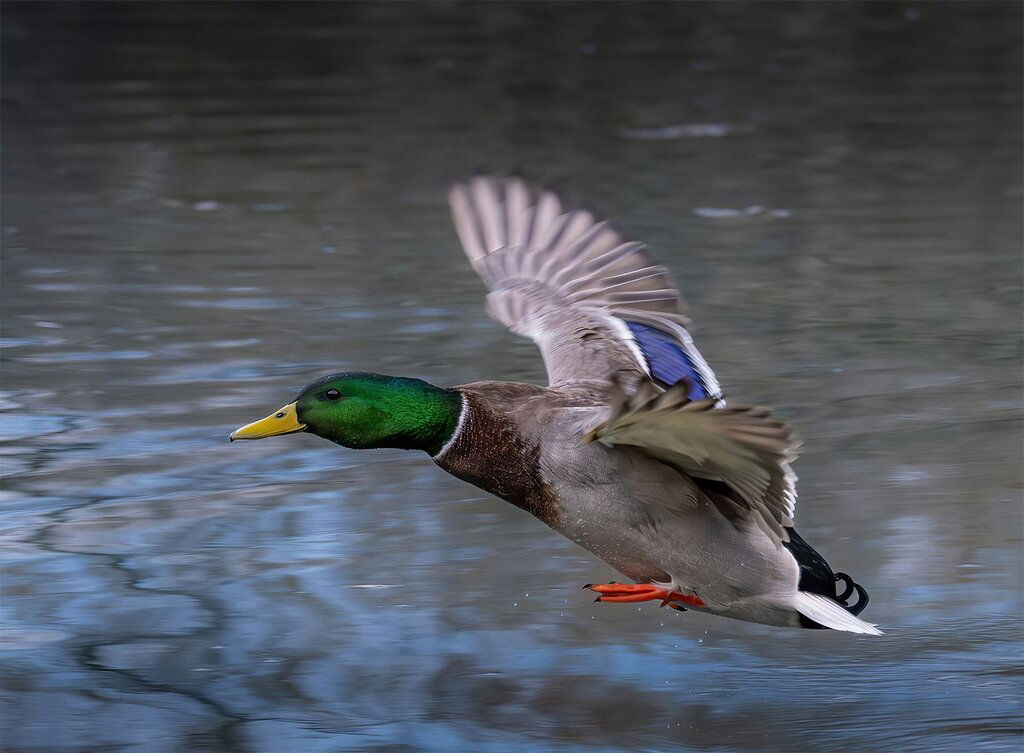 Mallard Coming in for a Landing + Rework - Avian Critiques - Nature ...
