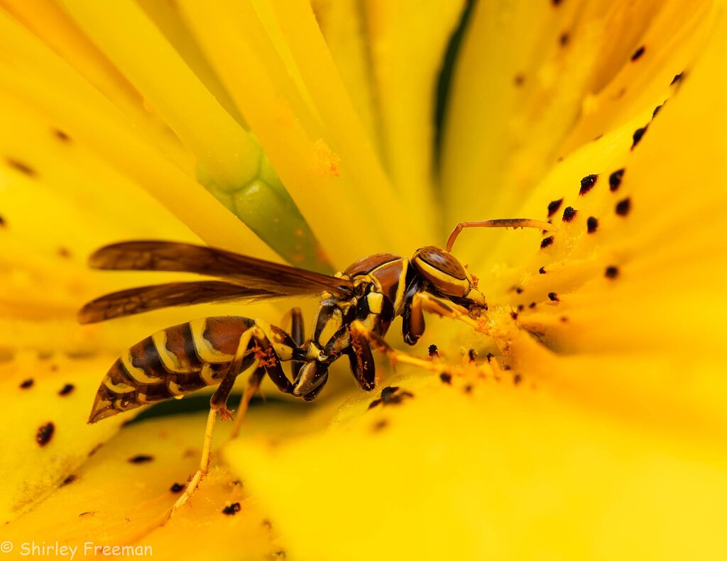 Red Paper Wasp - Image Critiques - Nature Photographers Network