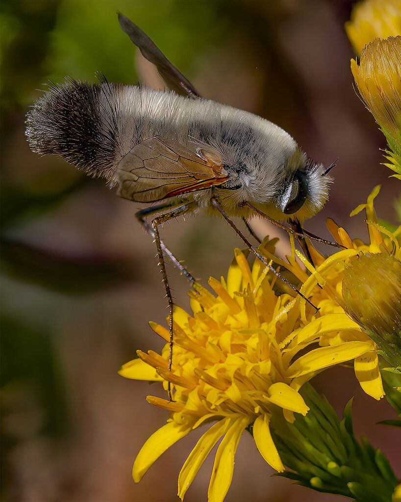 Bee Fly - Macro/Close-up Critiques - Nature Photographers Network