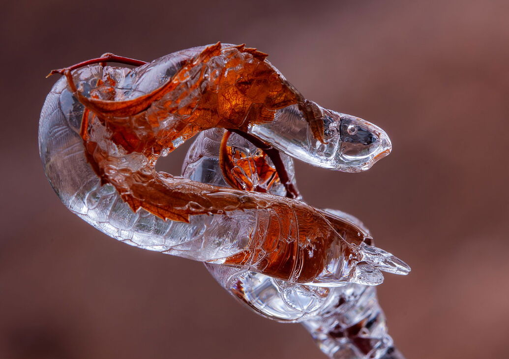 Ice Snake - Macro/Close-up Critiques - Nature Photographers Network
