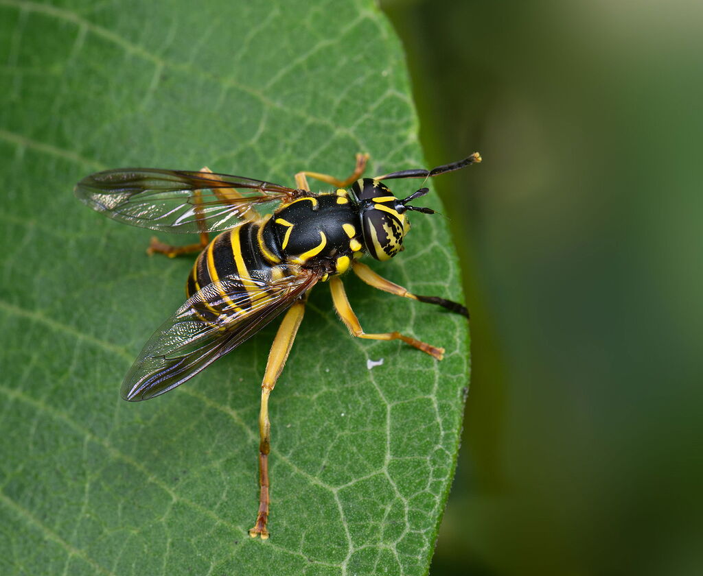 Another Imposter: Spilomyia longicornis (Syrphidae) - Image Critiques ...
