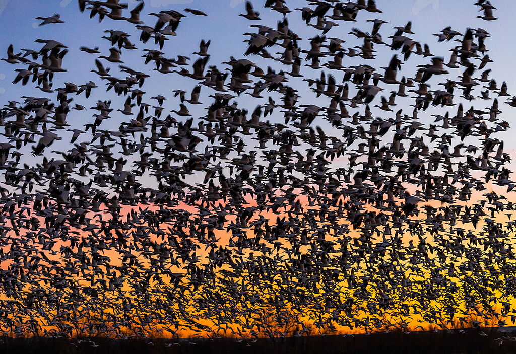 Geese at Bosque del Apache - Weekly Challenge - Nature Photographers ...
