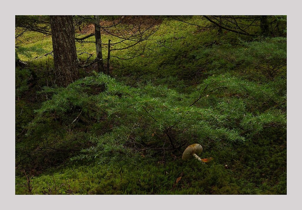 Hidden Treasures - Image Critiques - Nature Photographers Network