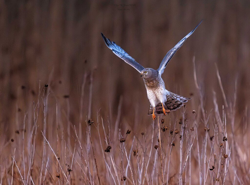 The Elusive Gray Ghost - Avian Critiques - Nature Photographers Network
