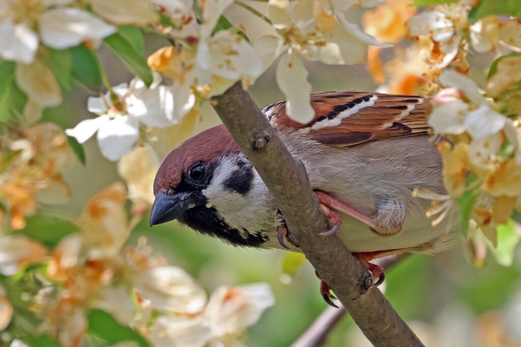 Alien in the backyard. - Avian Critiques - Nature Photographers Network