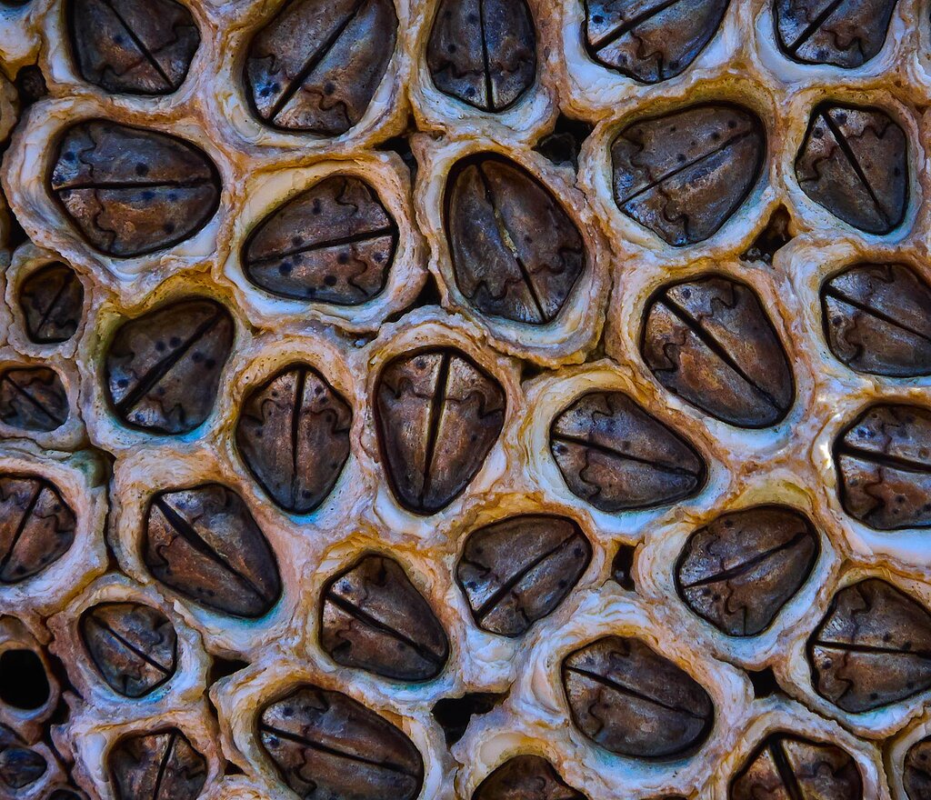 Standing room only in Barnacle Hall - Abstract Nature Critiques ...