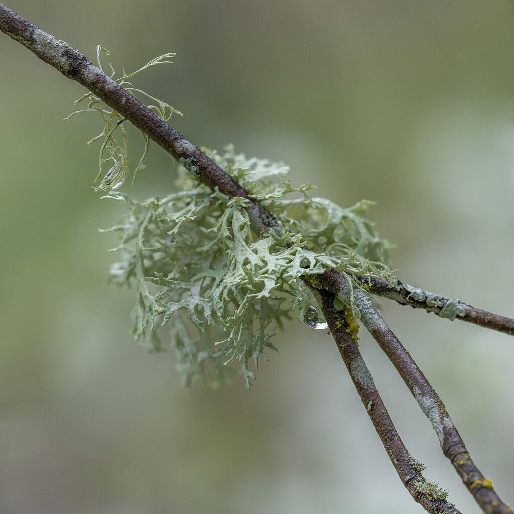 Lace Lichen + RP - Macro/Close-up Critiques - Nature Photographers Network