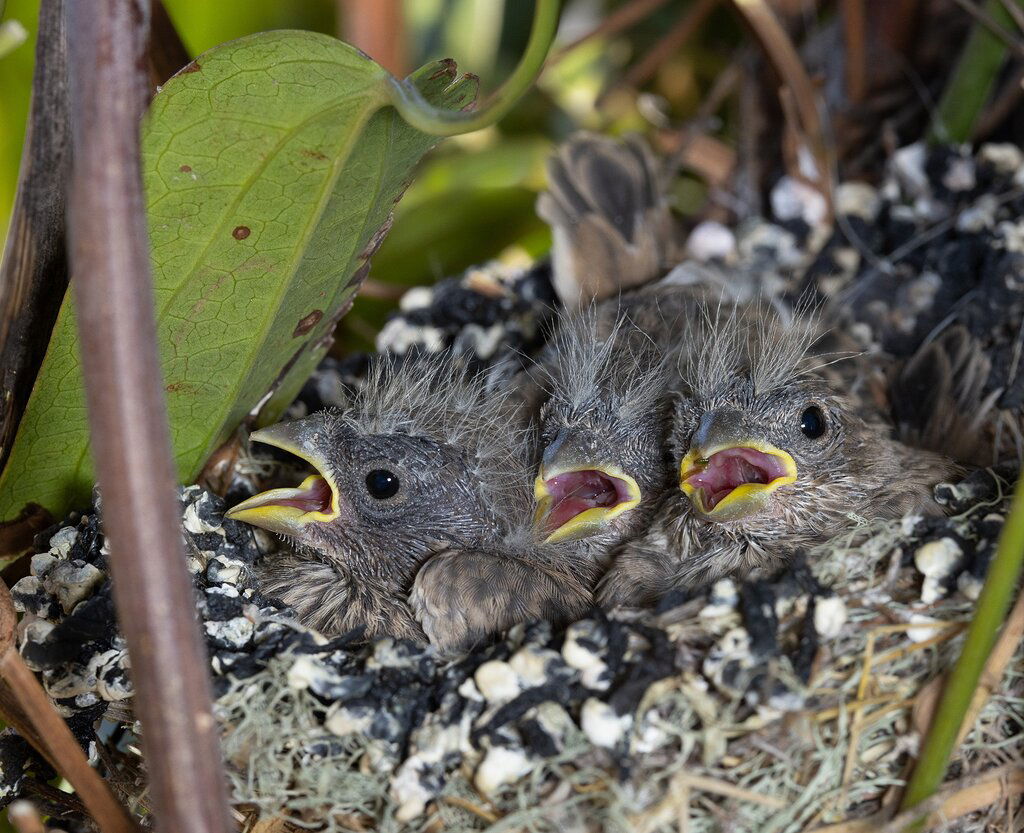 Baby House Finches - Avian Critiques - Nature Photographers Network