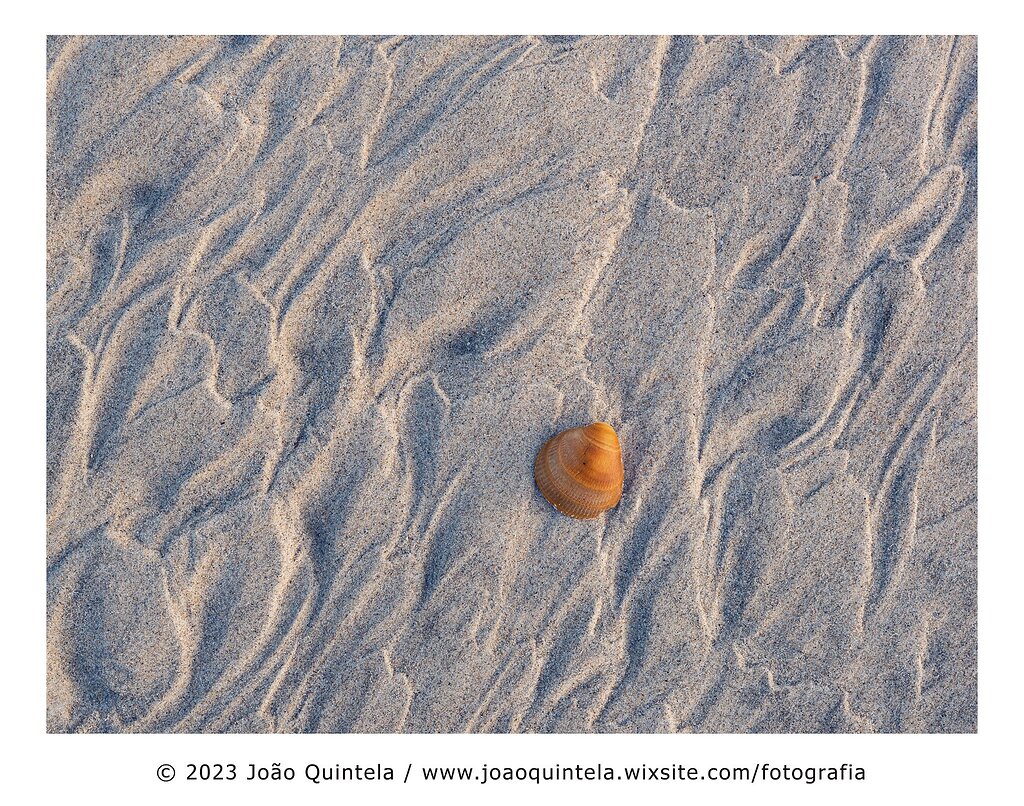 Sea Shell in raging sea - Image Critiques - Nature Photographers Network