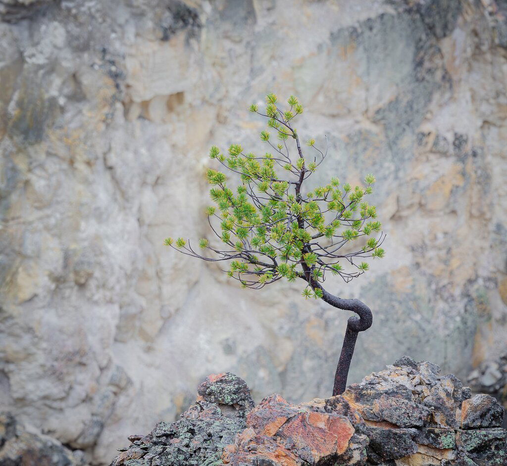 Tenacious - Weekly Challenge - Nature Photographers Network